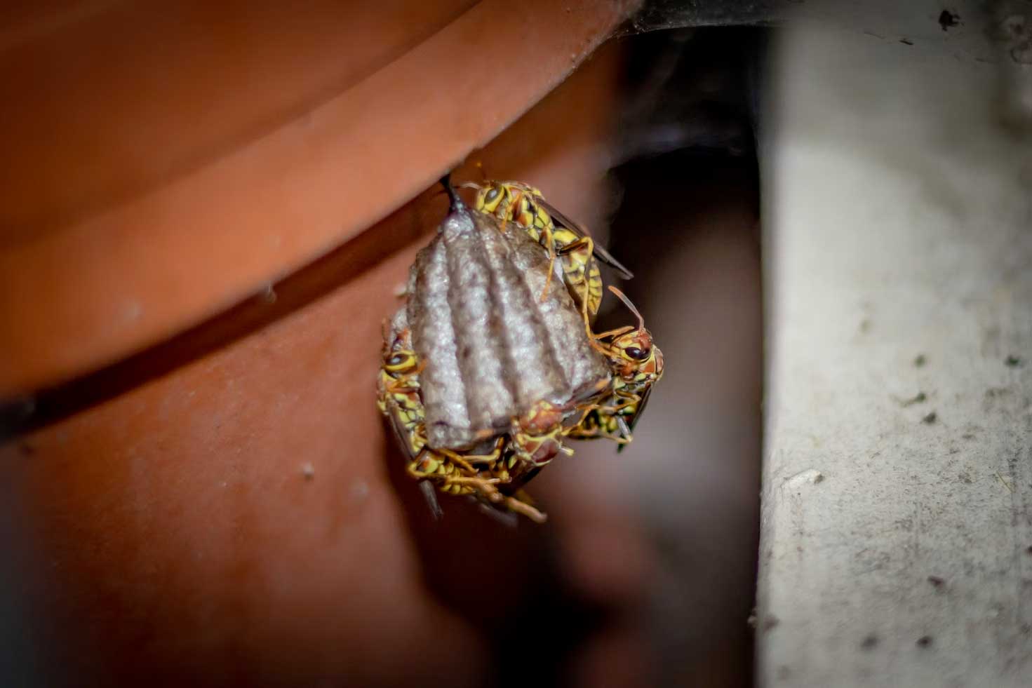 Wasp Pest Control Services in London - Safe & Effective Removal