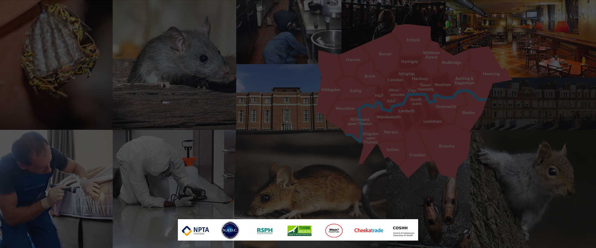 Eco-Friendly Pest Control London | BioActive Pest Control